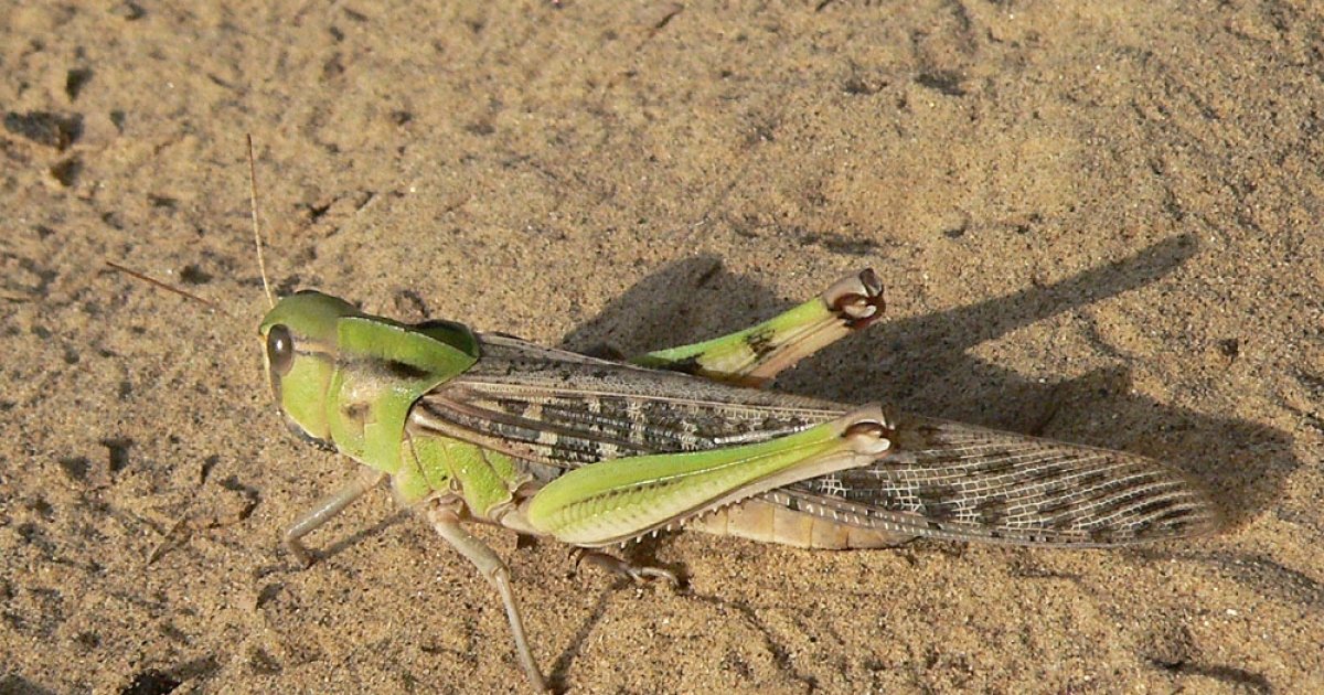 Locust invasion in Ukraine — authorities reveal the cause