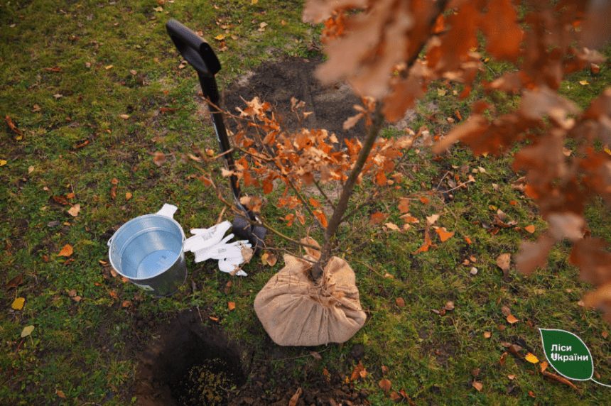 "Forests of Ukraine" planted a billion trees in different parts of the ...
